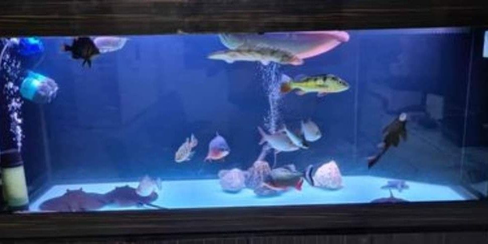 6FT Classic Studio Style Fish Tank, Pet Supplies, Homes & Other Pet ...