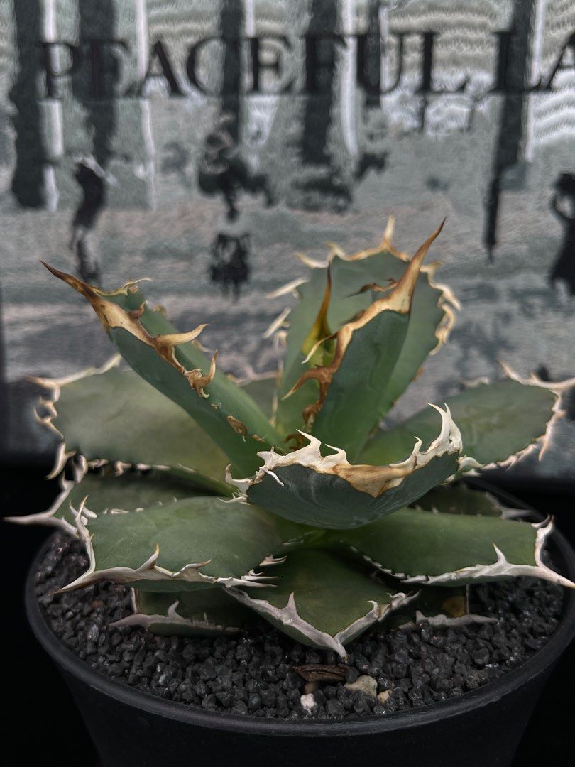 Agave titanota white whale 白鯨嚴龍, 傢俬＆家居, 園藝, 植物及種子 - Carousell