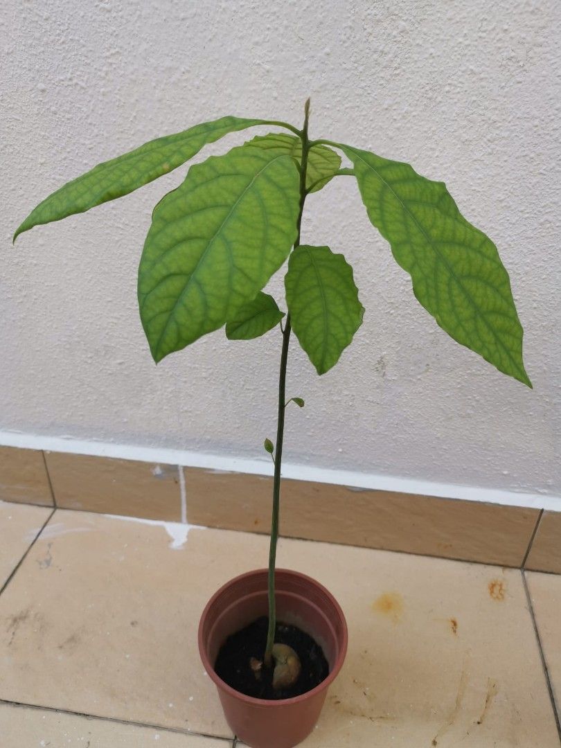 Avocado seedling, Furniture & Home Living, Gardening, Plants & Seeds on ...