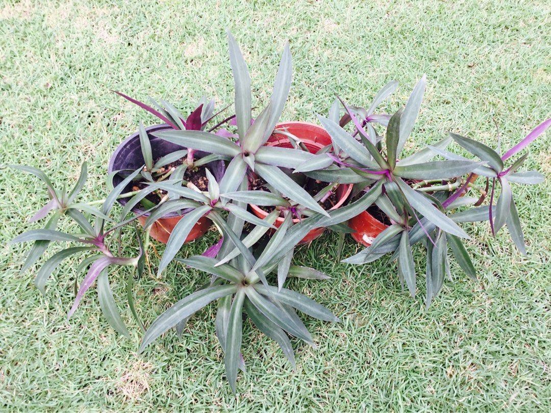 Boat Lily Pandan Plant Oyster Plant Moses in the Cradle Tradescantia ...