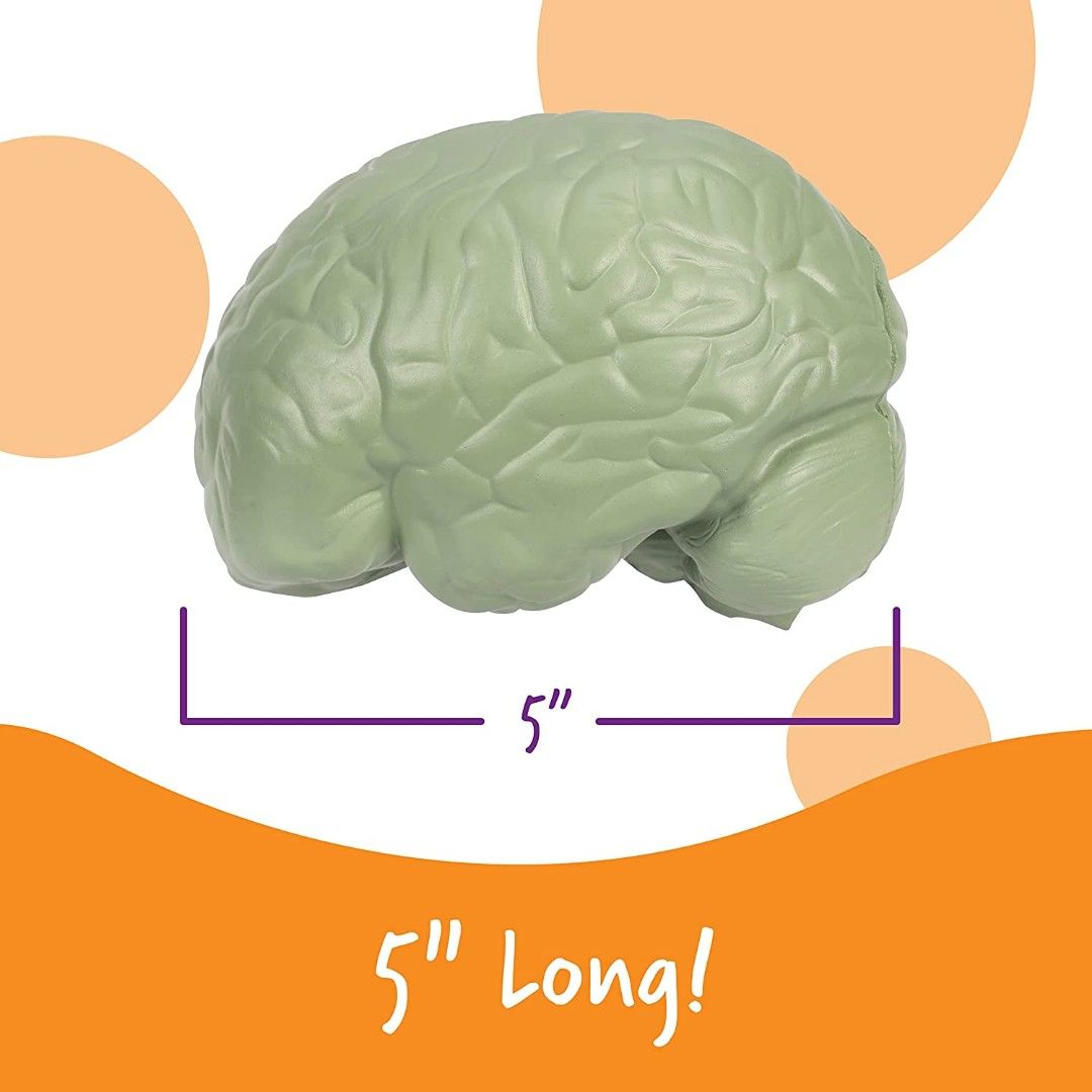 Cross-section Brain Model, Hobbies & Toys, Toys & Games on Carousell
