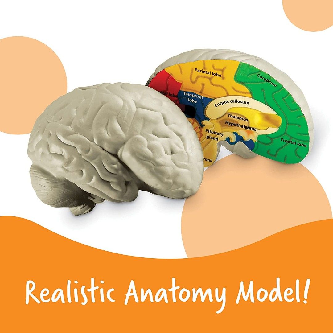Cross-section Brain Model, Hobbies & Toys, Toys & Games on Carousell