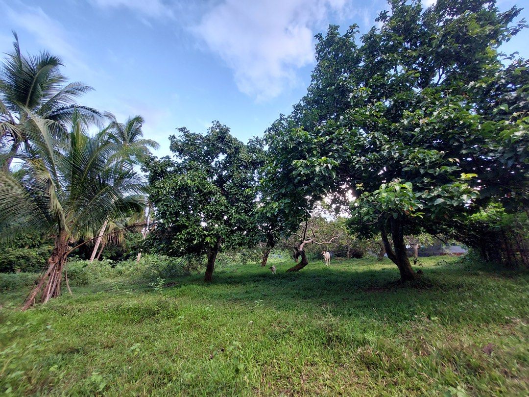 Farm Land Tanay Rizal, Property, For Sale, Lot on Carousell