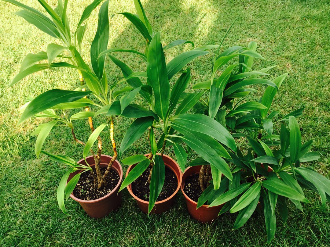 Good Luck Plant/Cordyline Fruiticosa Green, Ti Plant Homegrown Potted ...