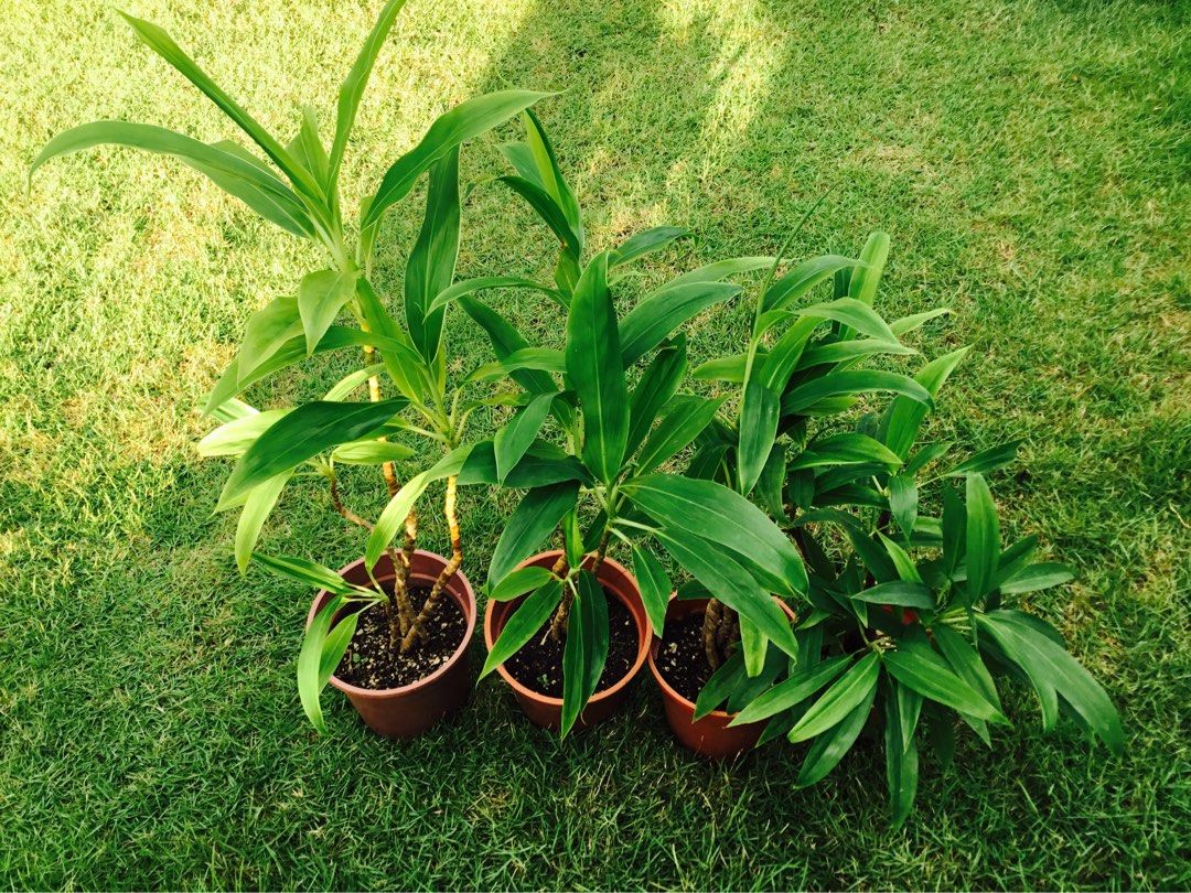 Good Luck Plant/Cordyline Fruiticosa Green, Ti Plant Homegrown Potted ...