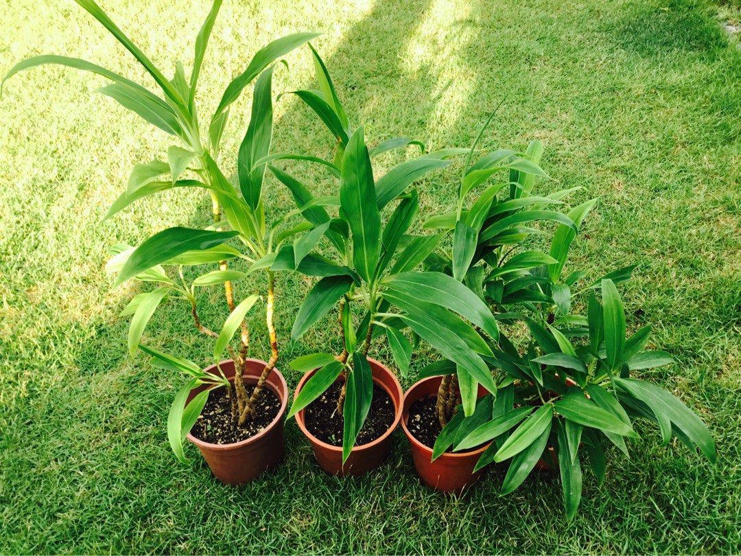 Good Luck Plant/Cordyline Fruiticosa Green, Ti Plant Homegrown Potted ...