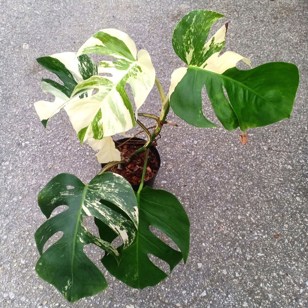 Monstera Albo Variegata, Furniture & Home Living, Gardening, Plants ...