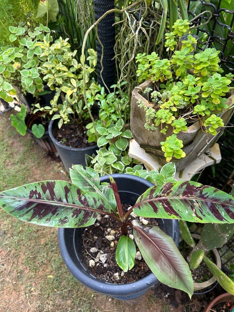 Musa blood variegated banana, Furniture & Home Living, Gardening ...