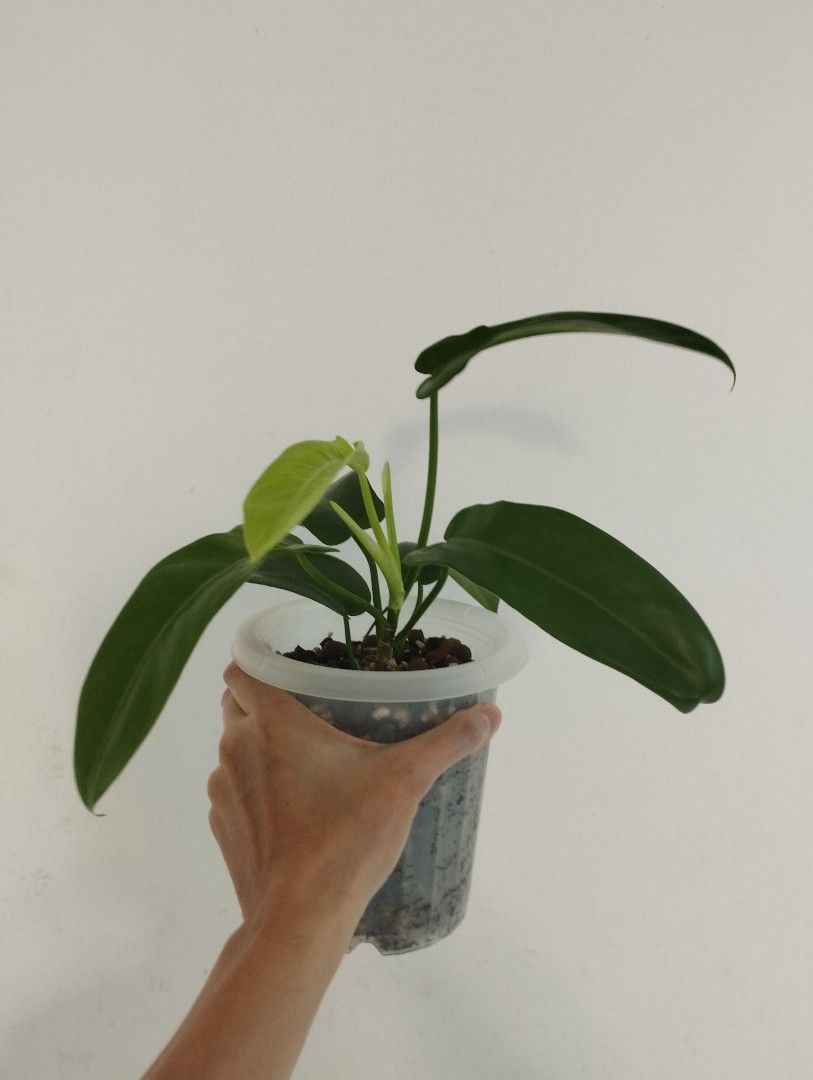 Philodendron Jerry Horne, Furniture & Home Living, Gardening, Plants ...