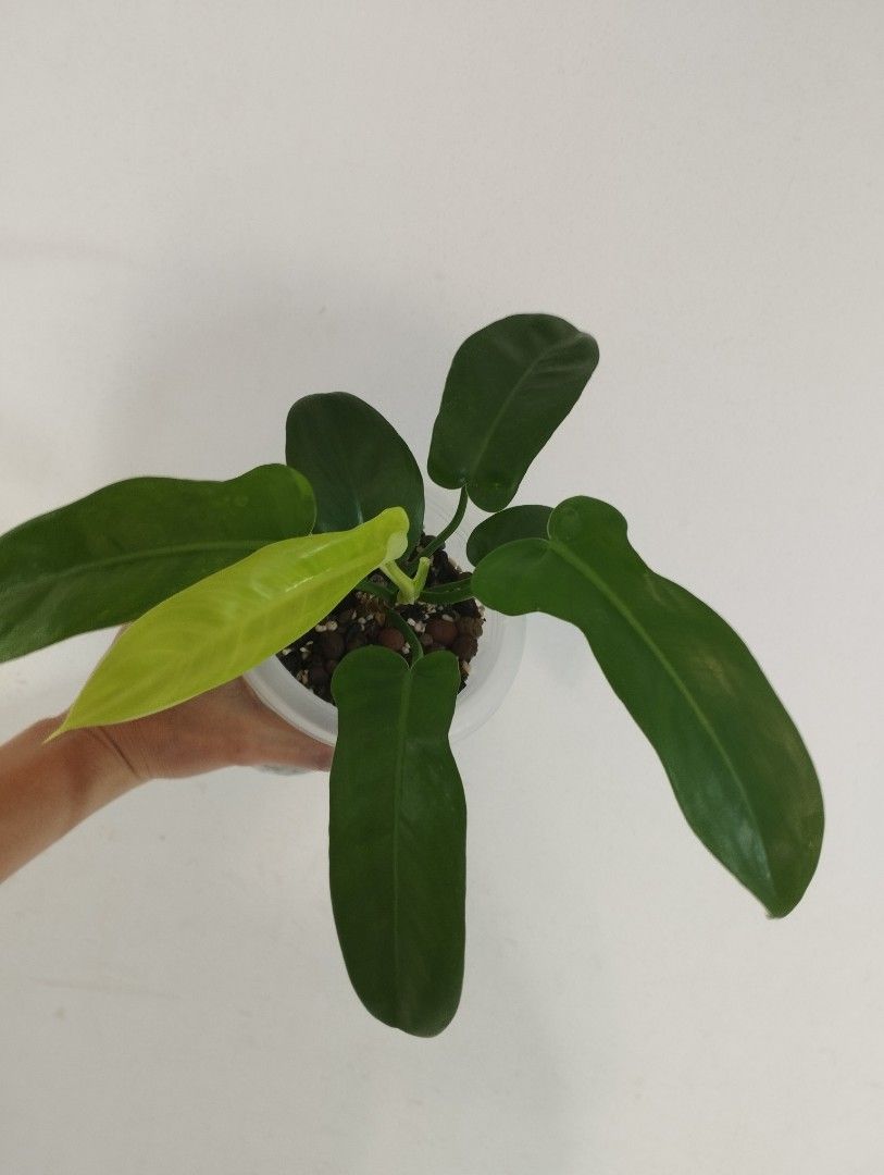 Philodendron Jerry Horne, Furniture & Home Living, Gardening, Plants ...