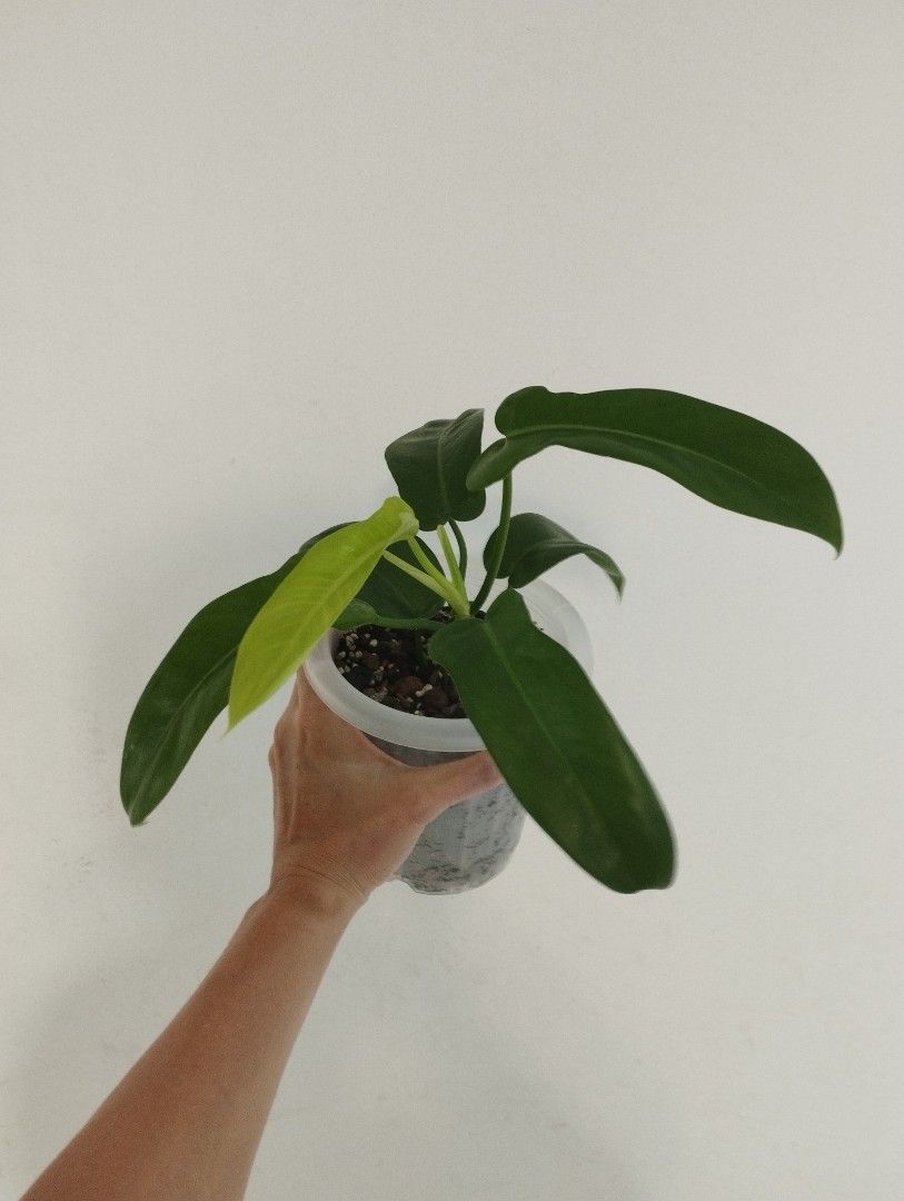 Philodendron Jerry Horne, Furniture & Home Living, Gardening, Plants ...