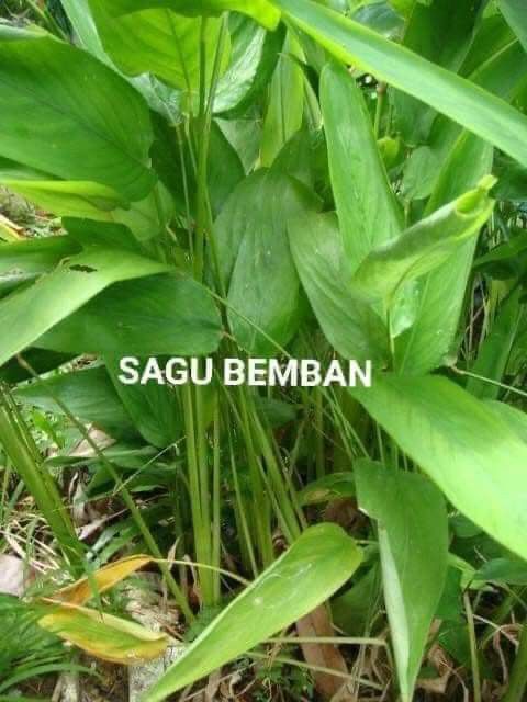 Pokok SAGU BEMBAN, Furniture & Home Living, Gardening, Plants & Seeds ...
