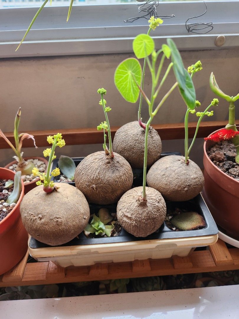 Stephania Erecta, Furniture & Home Living, Gardening, Plants & Seeds on ...