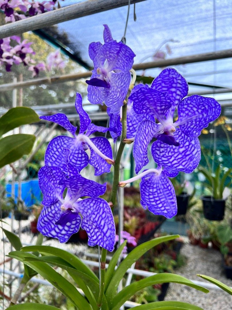 Vanda Coerulea Blue / Orchid, Furniture & Home Living, Gardening ...