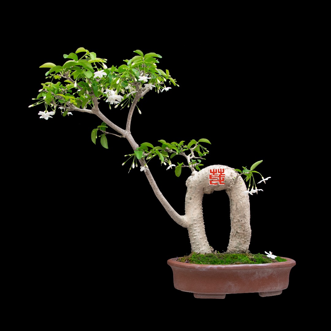 Blooming Bonsai 35cm Shui Mei Water Jasmine Wrightia Religiosa ...