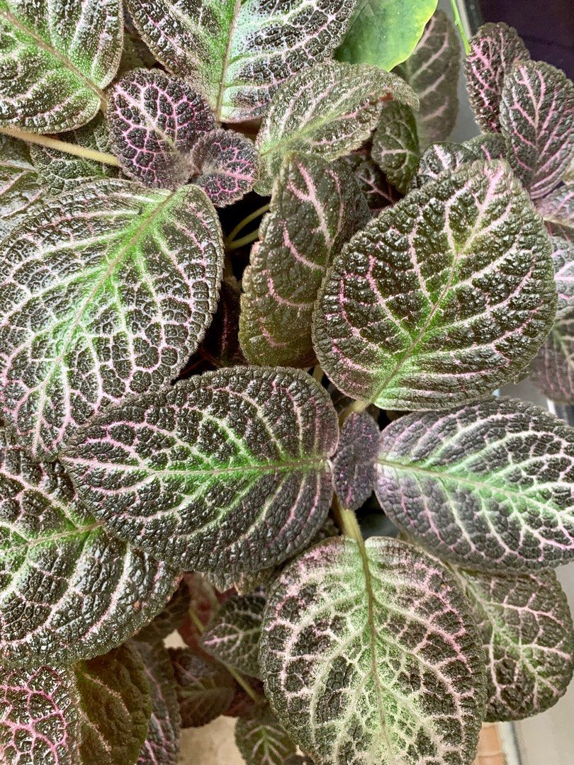 Episcia Cinderella, Furniture & Home Living, Gardening, Plants & Seeds ...