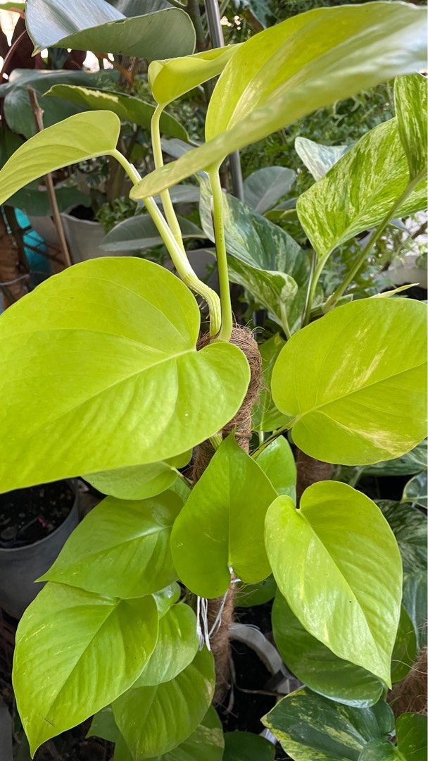 Giant Neon Pothos, Furniture & Home Living, Gardening, Plants & Seeds ...
