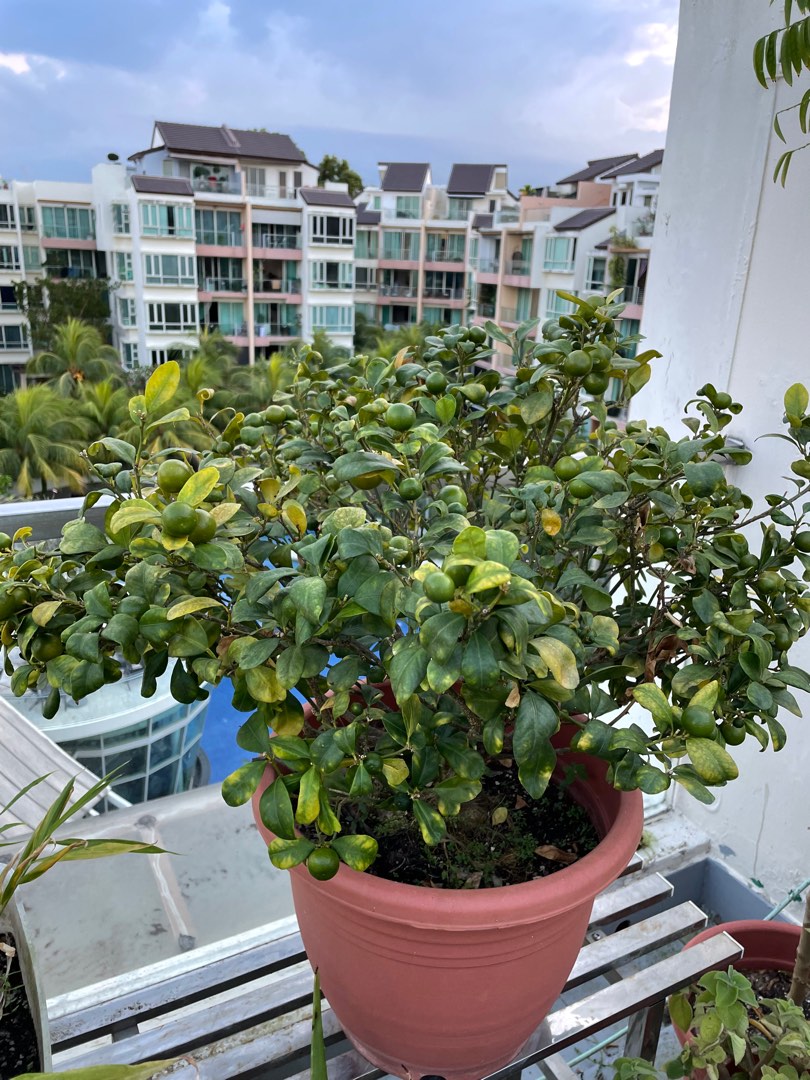 Healthy lime tree, Furniture & Home Living, Gardening, Plants & Seeds ...