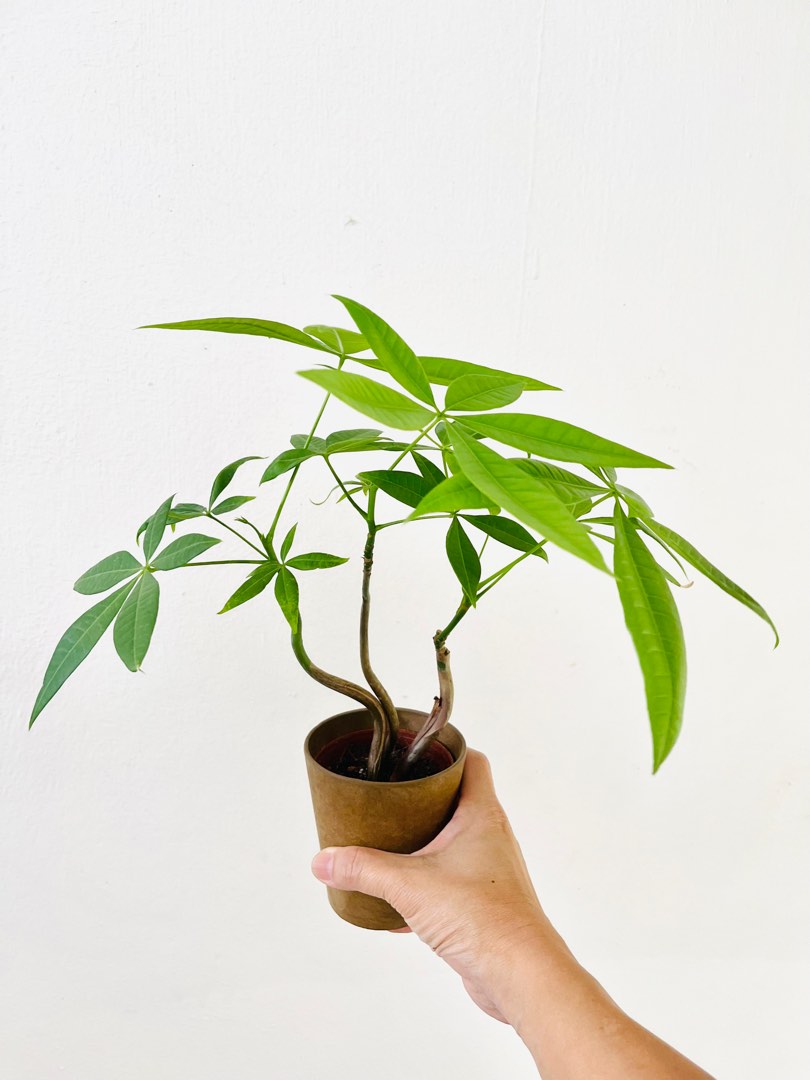 Miniature Forest - Pachira Aquatica - CNY Money Plant (bonsai ...