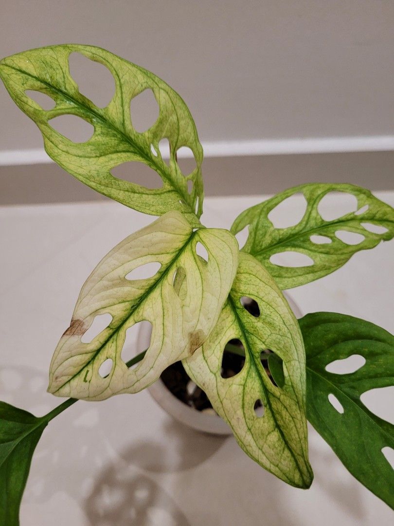 Monstera Adansonii archipelago ghost variegated, Furniture & Home ...