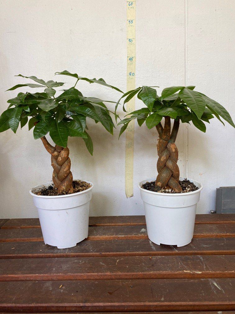 Pachira Aquatic (Fa Cai Shu) Plant $15 each 2for $28, Furniture & Home ...