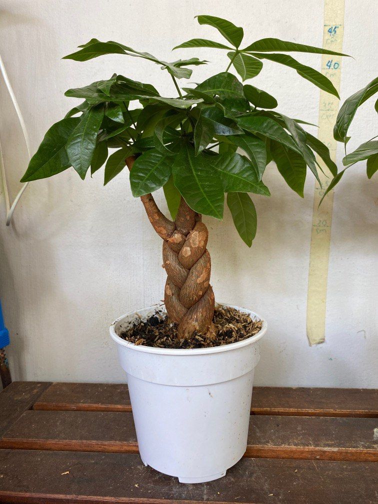 Pachira Aquatic (Fa Cai Shu) Plant $15 each 2for $28, Furniture & Home ...