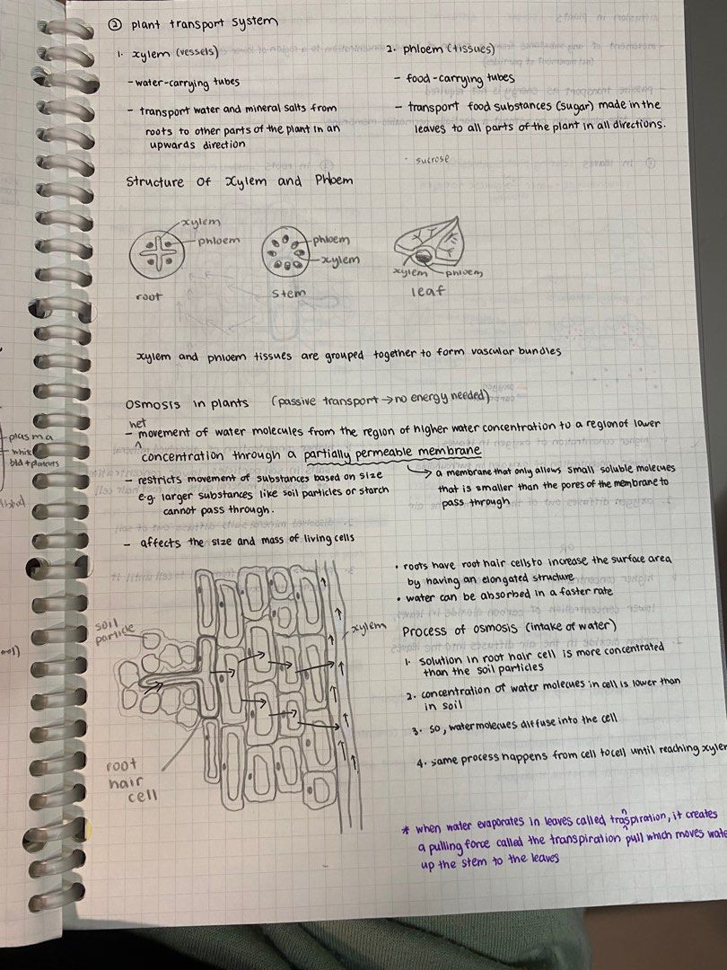 sec 2 science notes raffles girl school moe , Hobbies & Toys, Books ...