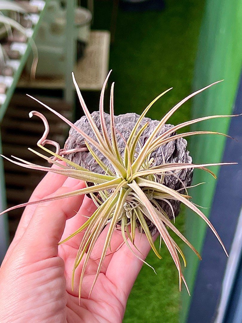 Tillandsia Joy x ionantha Druid from Taiwan CYC hybrid No. 101 ...