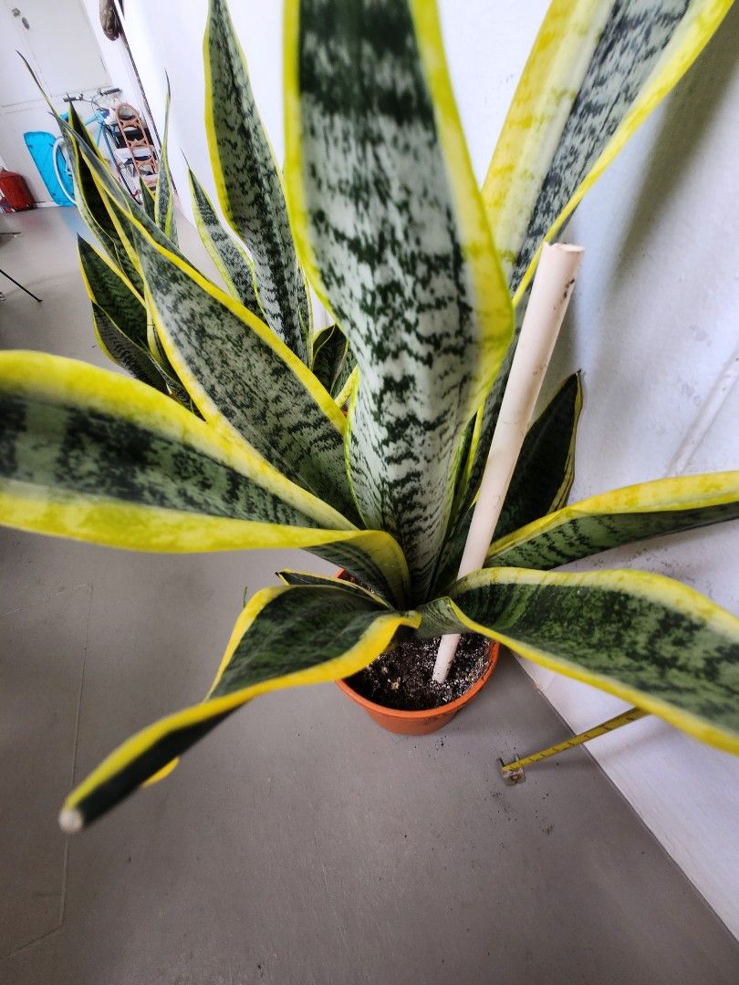 25 inch tall SNAKE PLANT, Furniture & Home Living, Gardening, Plants ...