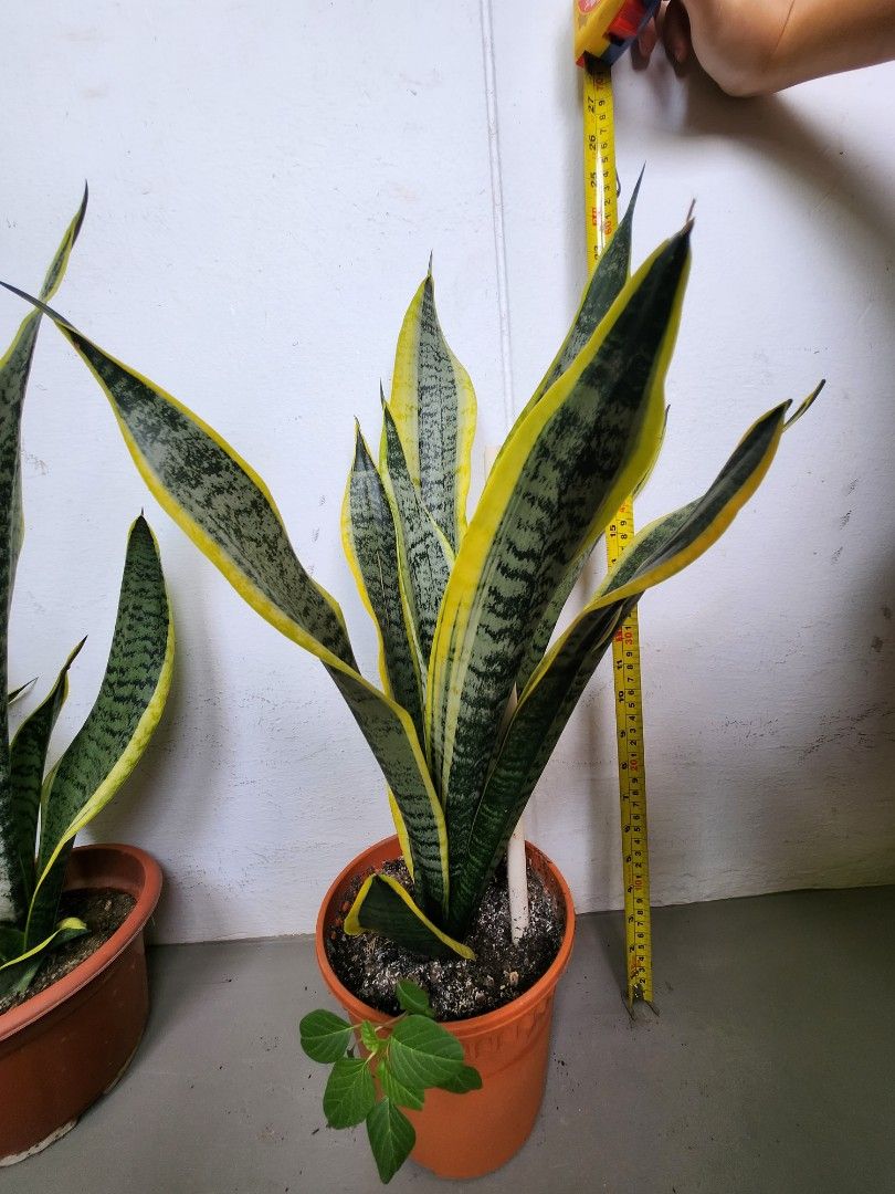 25 inch tall SNAKE PLANT, Furniture & Home Living, Gardening, Plants ...