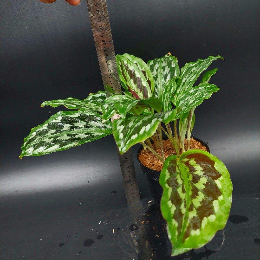 Calathea ginger peacock, Furniture & Home Living, Gardening, Plants ...