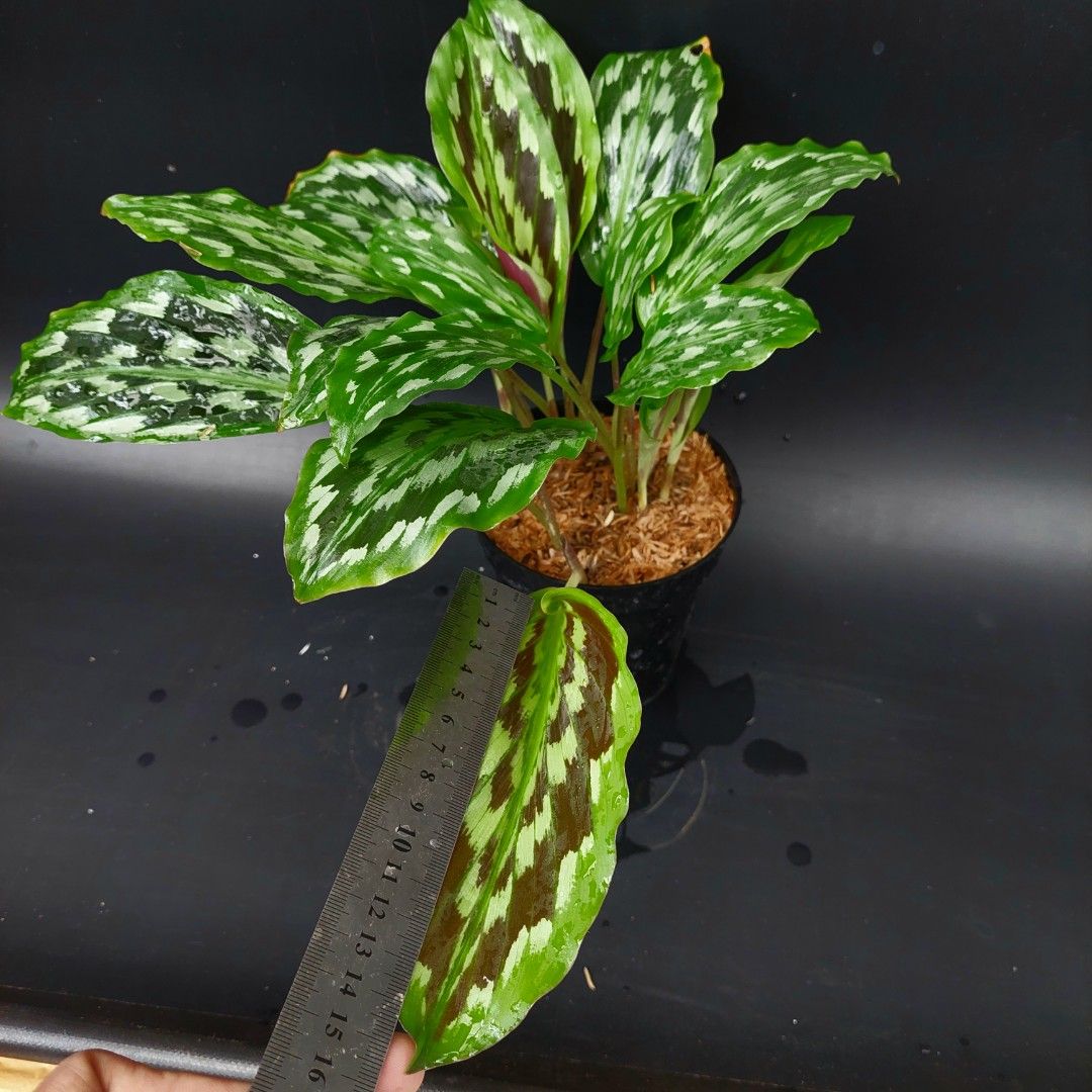 Calathea ginger peacock, Furniture & Home Living, Gardening, Plants ...
