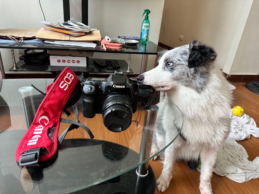 Defective Canon EOS 40D DSLR, Photography, Cameras on Carousell