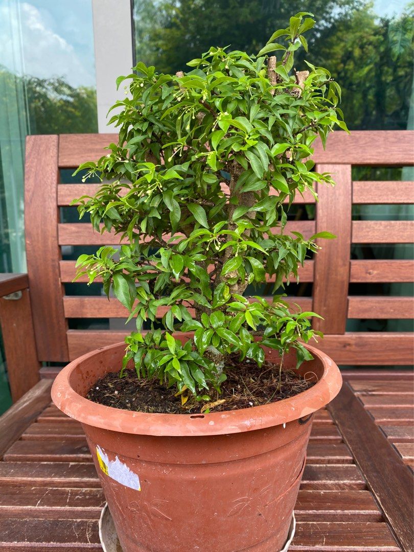 Double petal flower Shui mei shuimei bonsai Wrightia Religiosa nursery ...