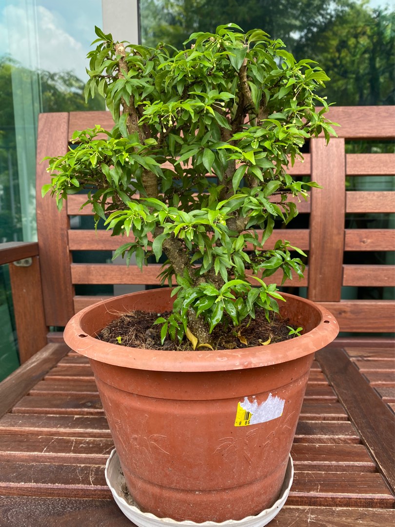 Double petal flower Shui mei shuimei bonsai Wrightia Religiosa nursery ...