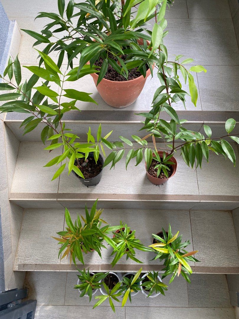 Eugenia / Red Lip Tree, Furniture & Home Living, Gardening, Plants ...