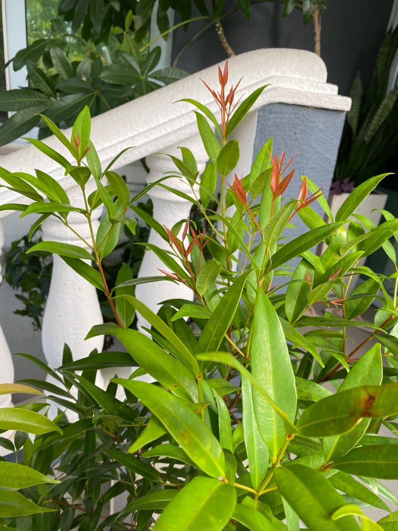 Eugenia / Red Lip Tree, Furniture & Home Living, Gardening, Plants ...