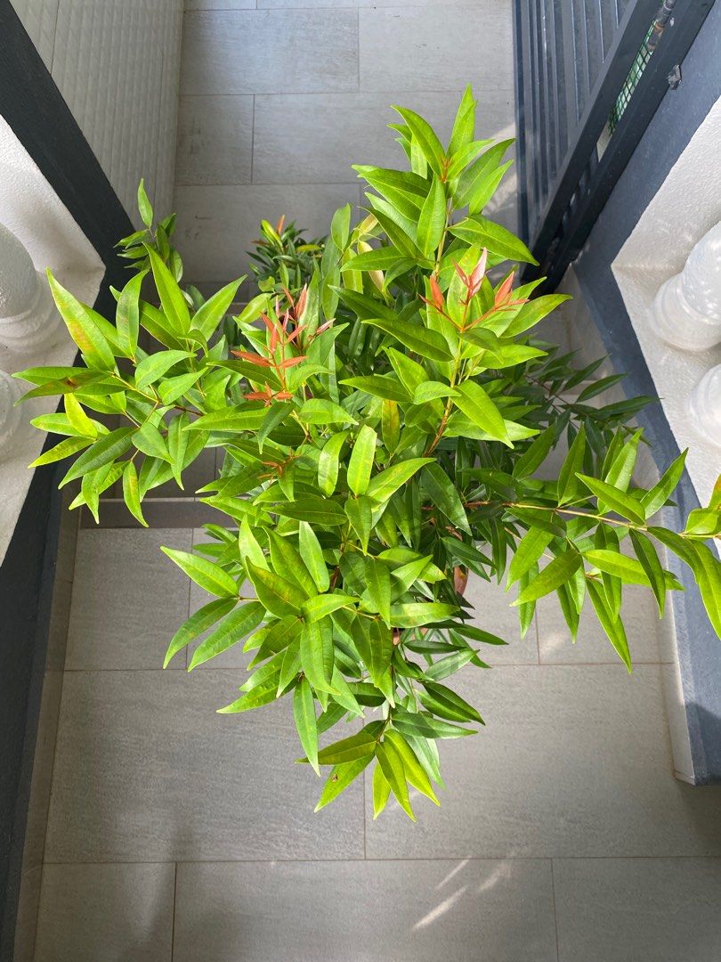 Eugenia / Red Lip Tree, Furniture & Home Living, Gardening, Plants ...