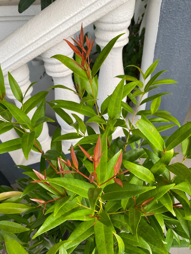 Eugenia / Red Lip Tree, Furniture & Home Living, Gardening, Plants ...