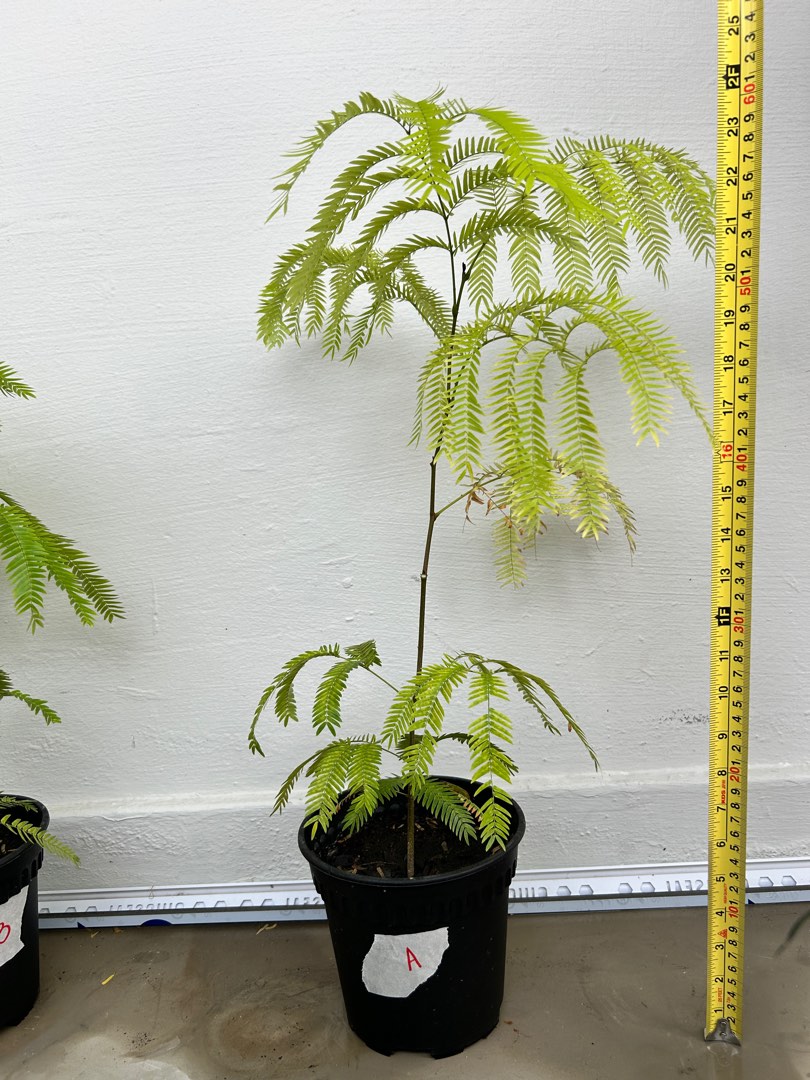 Everfresh tree plant - Pithecellobium Confertum, Furniture & Home ...