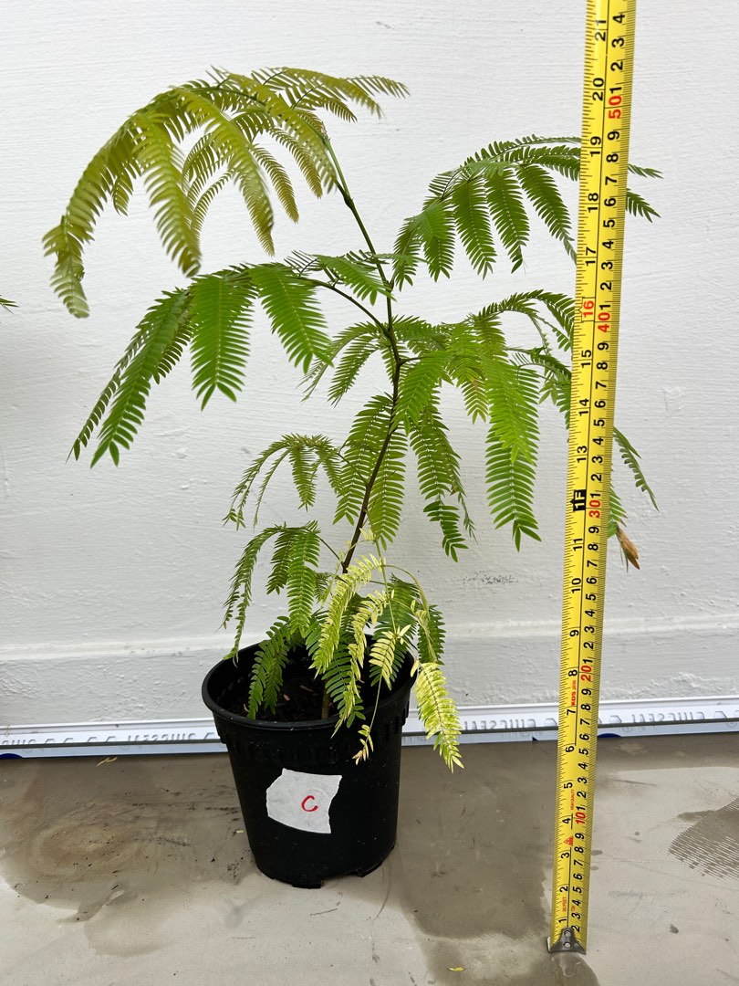 Everfresh tree plant - Pithecellobium Confertum, Furniture & Home ...