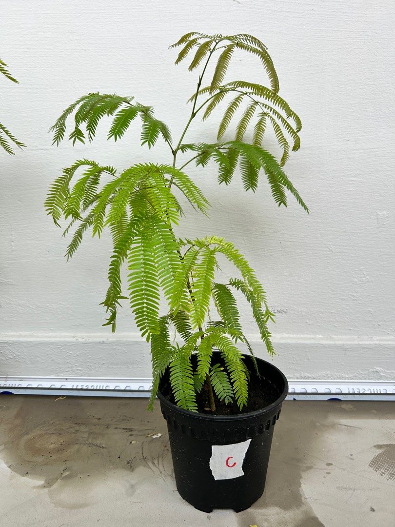 Everfresh tree plant - Pithecellobium Confertum, Furniture & Home ...