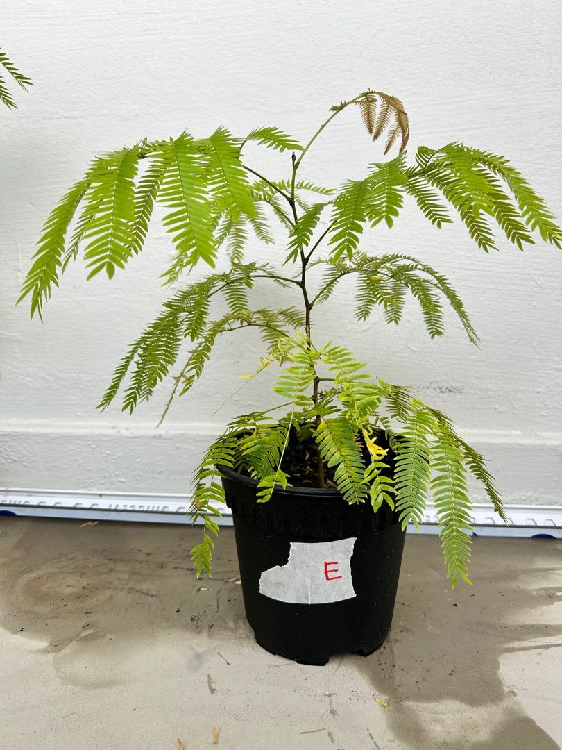 Everfresh tree plant - Pithecellobium Confertum, Furniture & Home ...