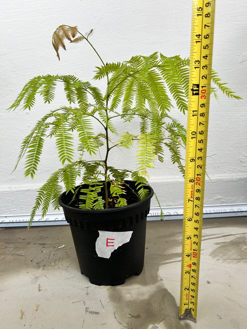 Everfresh tree plant - Pithecellobium Confertum, Furniture & Home ...