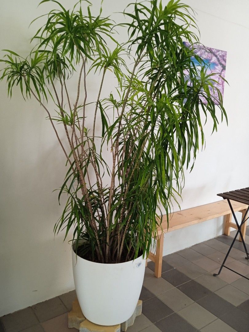 Giant Pot of Plant, Furniture & Home Living, Gardening, Pots & Planters ...