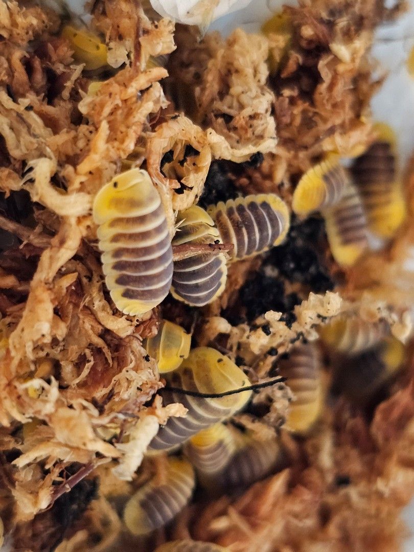 Jupiter isopod, Pet Supplies, Pet Food on Carousell