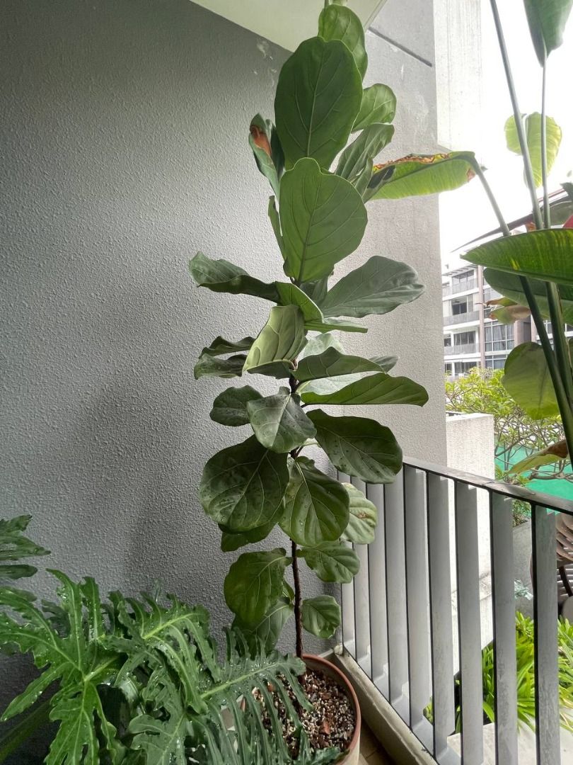 Large Ficus Lyrata (Fiddle Leaf Fig), Furniture & Home Living ...