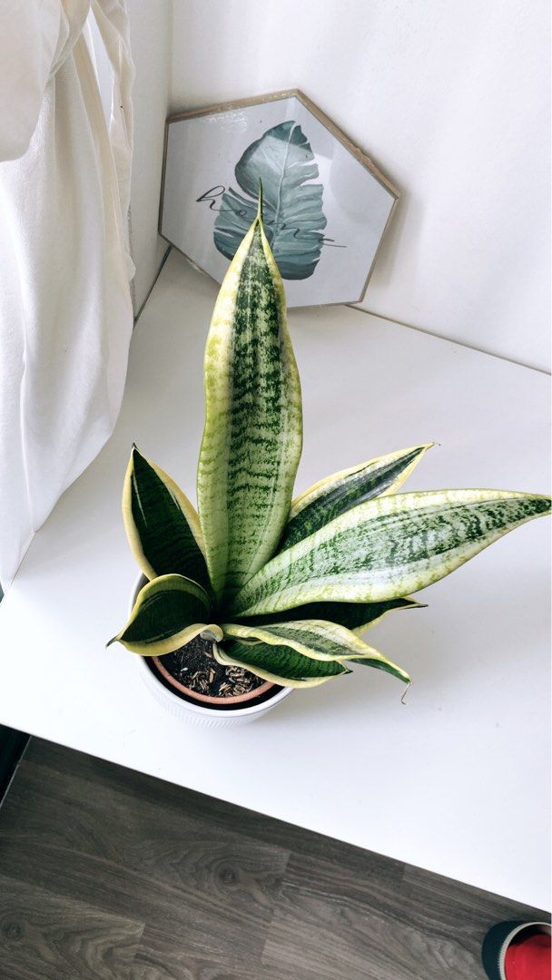 Snake plant real plant, Furniture & Home Living, Gardening, Plants ...