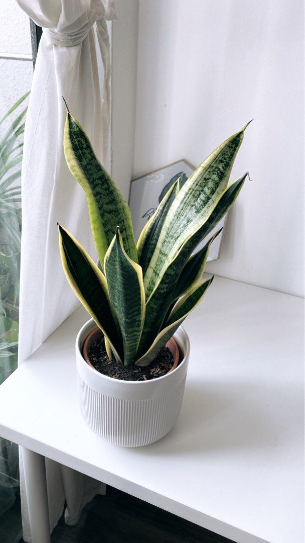 Snake plant real plant, Furniture & Home Living, Gardening, Plants ...