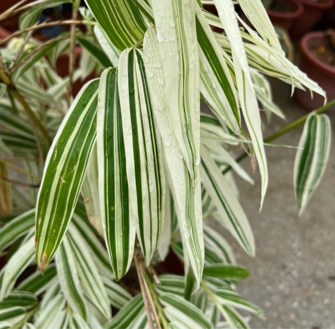 Variegated Bamboo (1m), Furniture & Home Living, Gardening, Plants ...